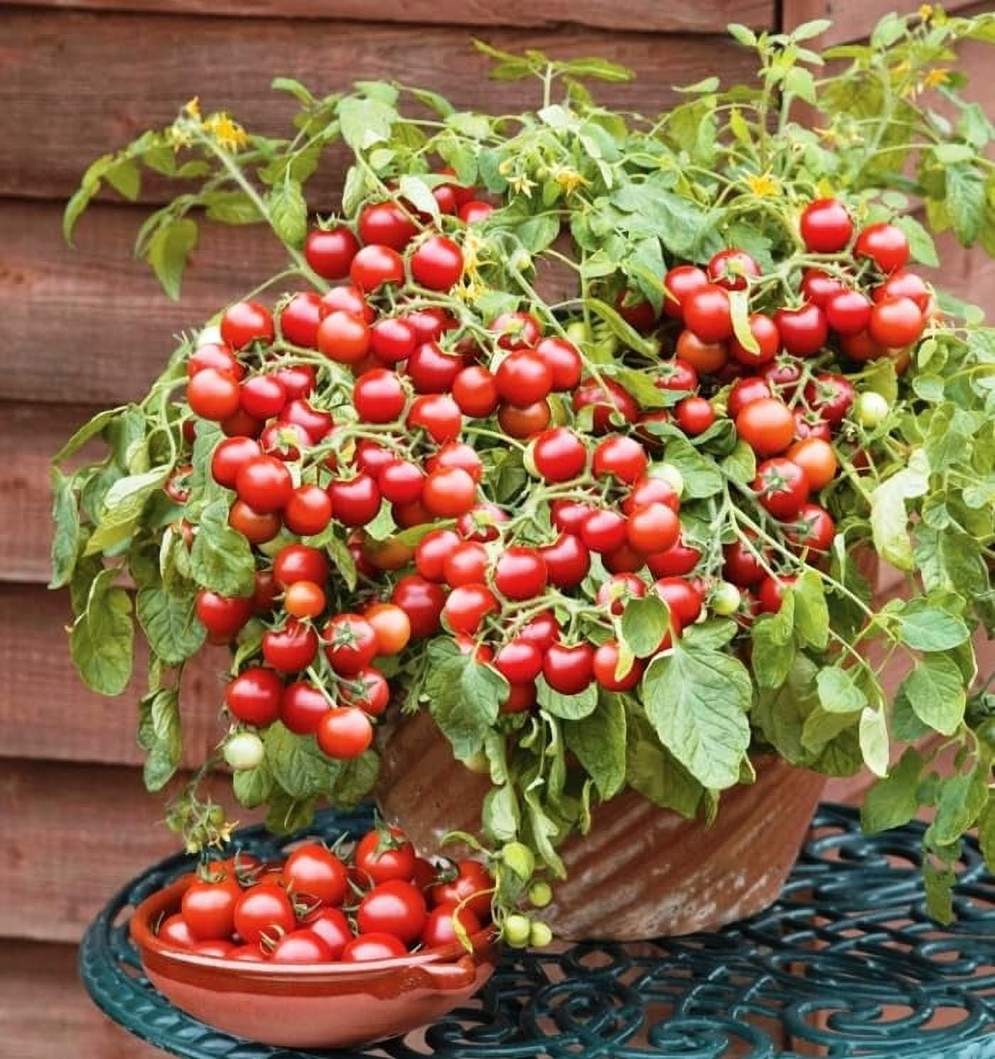 22Day Seeds: Seeds Red Indoor Dwarf Tomato H2FSDSanta Claus/Determinate ...