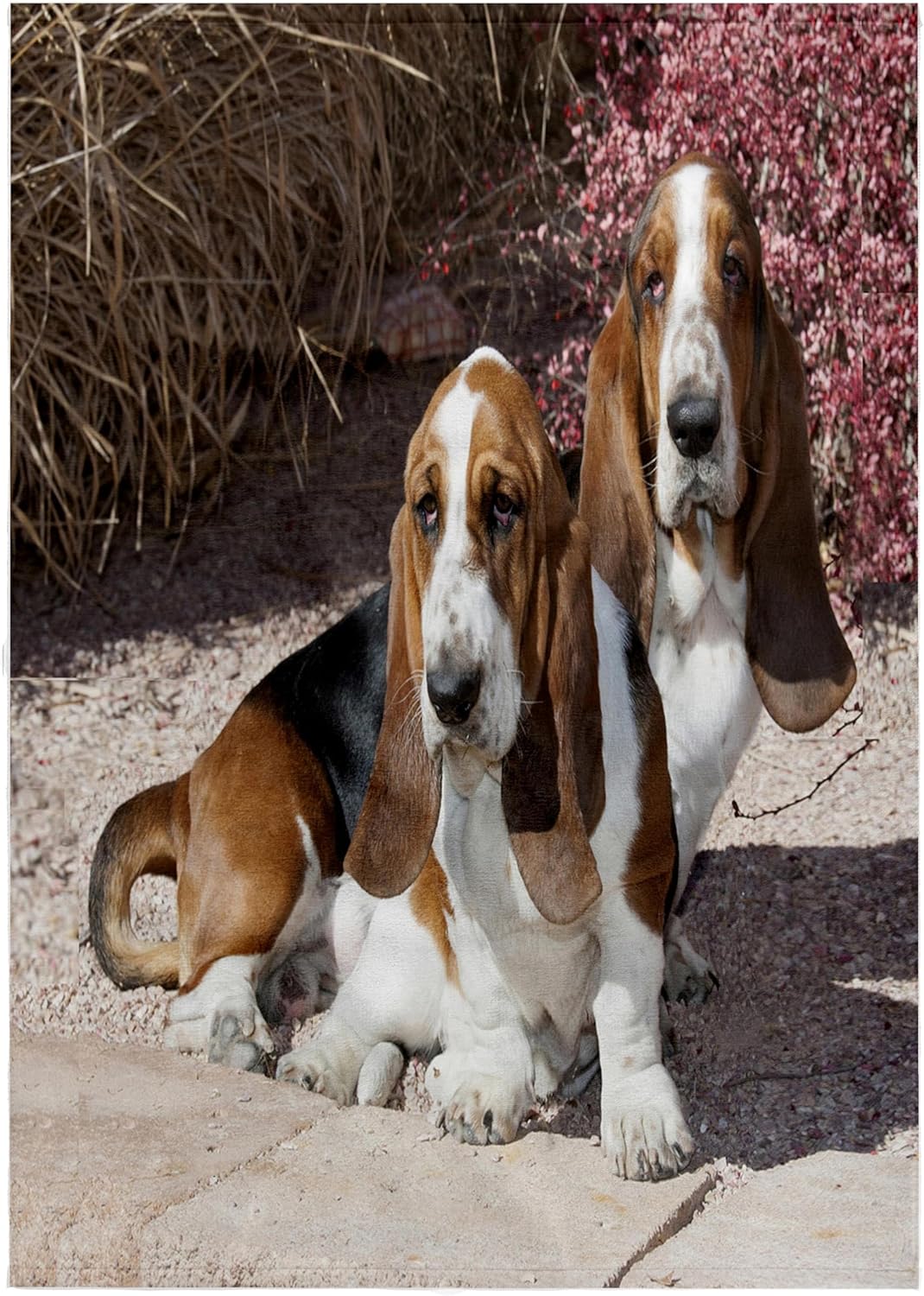22x30 Bath Hand Pool Towel - Two Purebred Bassett Hound Dogs Near red ...