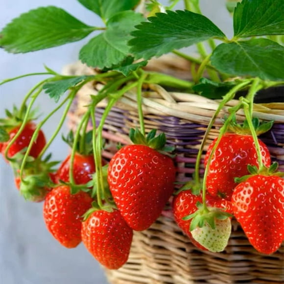 Strawberry Seeds in Seed Gardening - Walmart.com