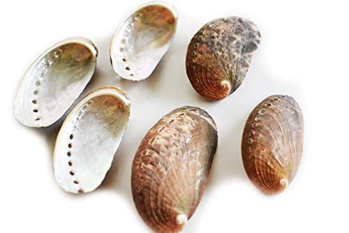 24 Green Abalone Shells Seashell (Donkey's Ear) Haliotis Asinina Ocean ...