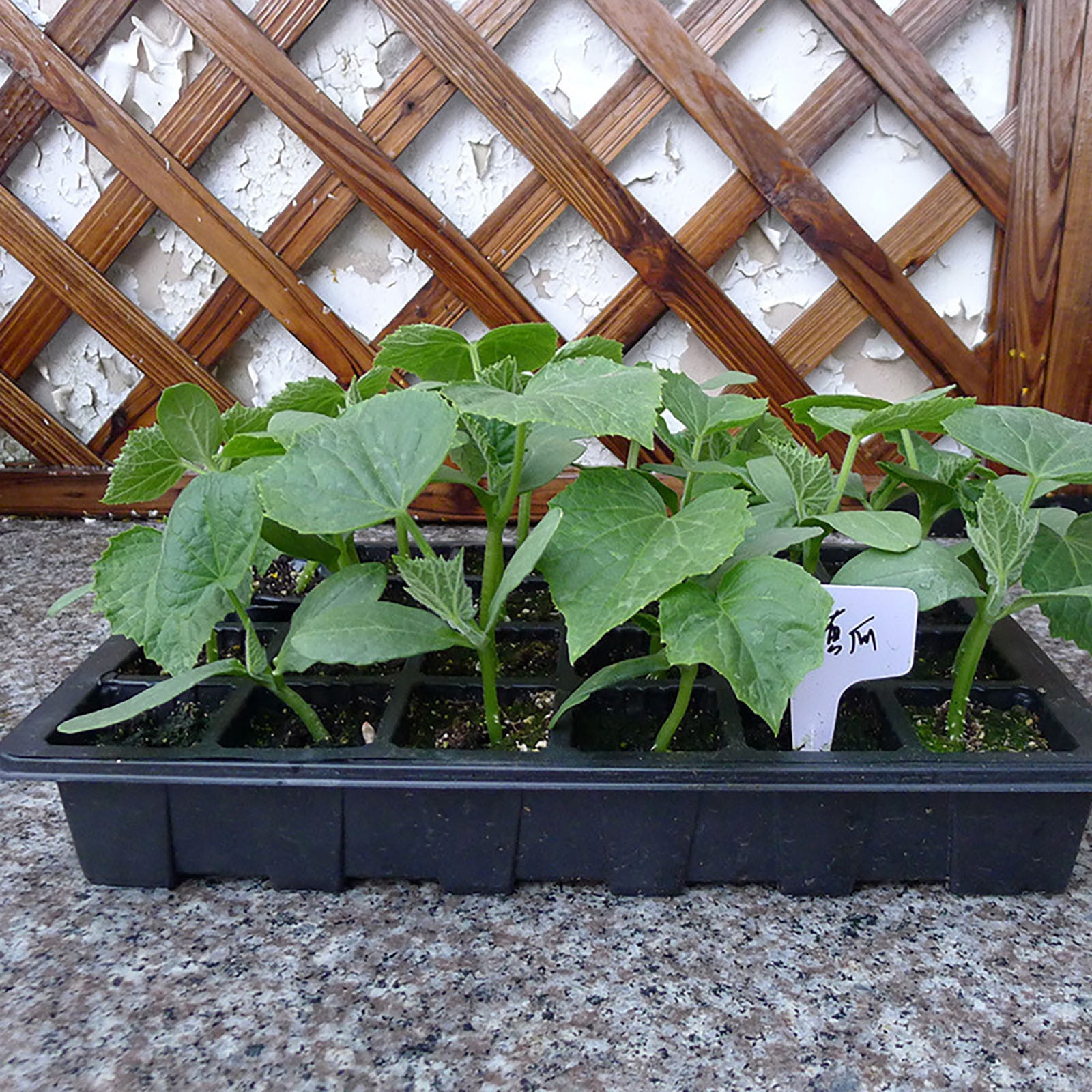 24 Hole Grows Box Nursery Seedling Starter Garden Yard Tray Hot Organic ...