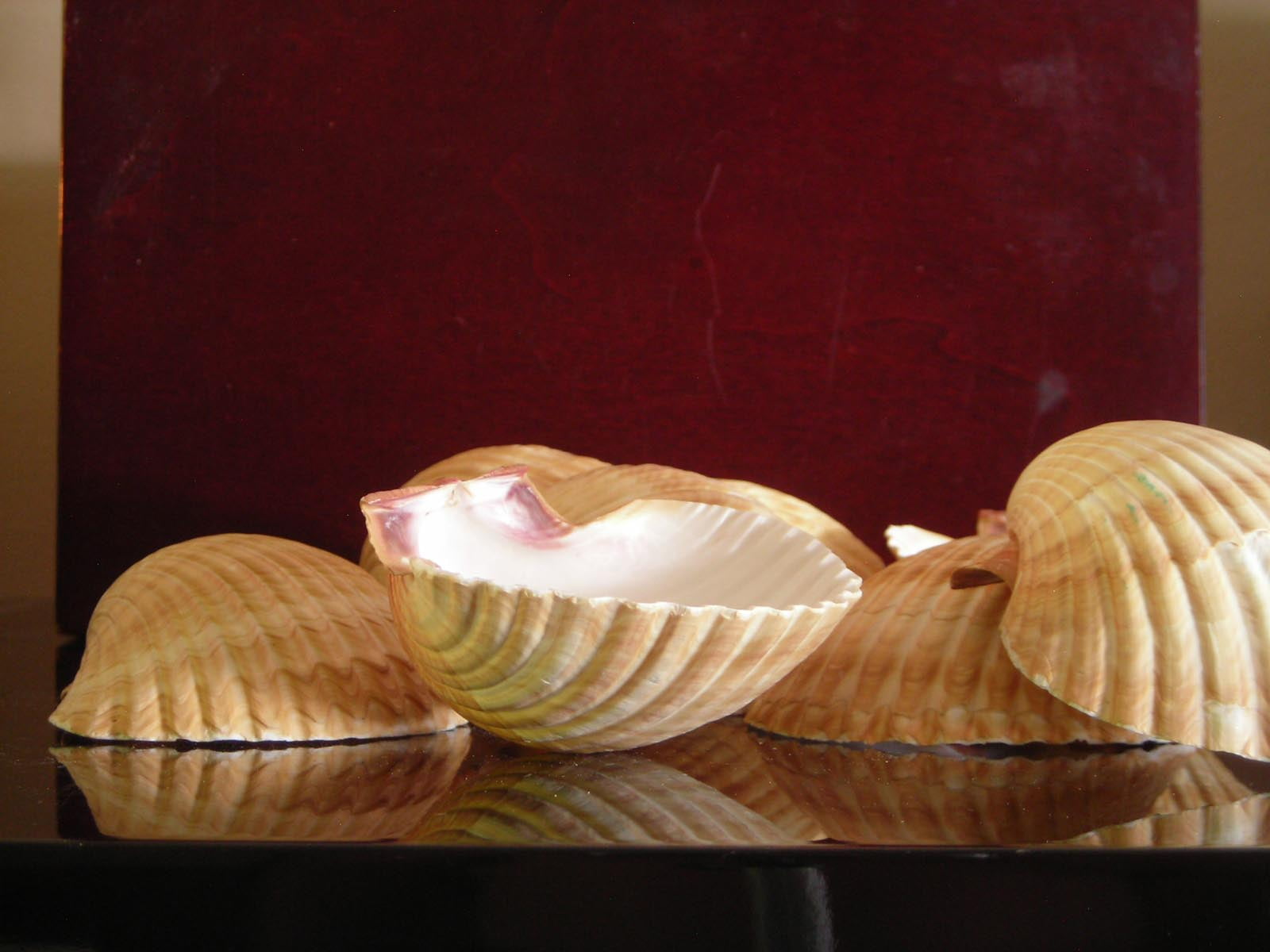 24 Large Mexican Deep Cup Scallop Shells (3-3.5") Baking, Beach Crafts ...