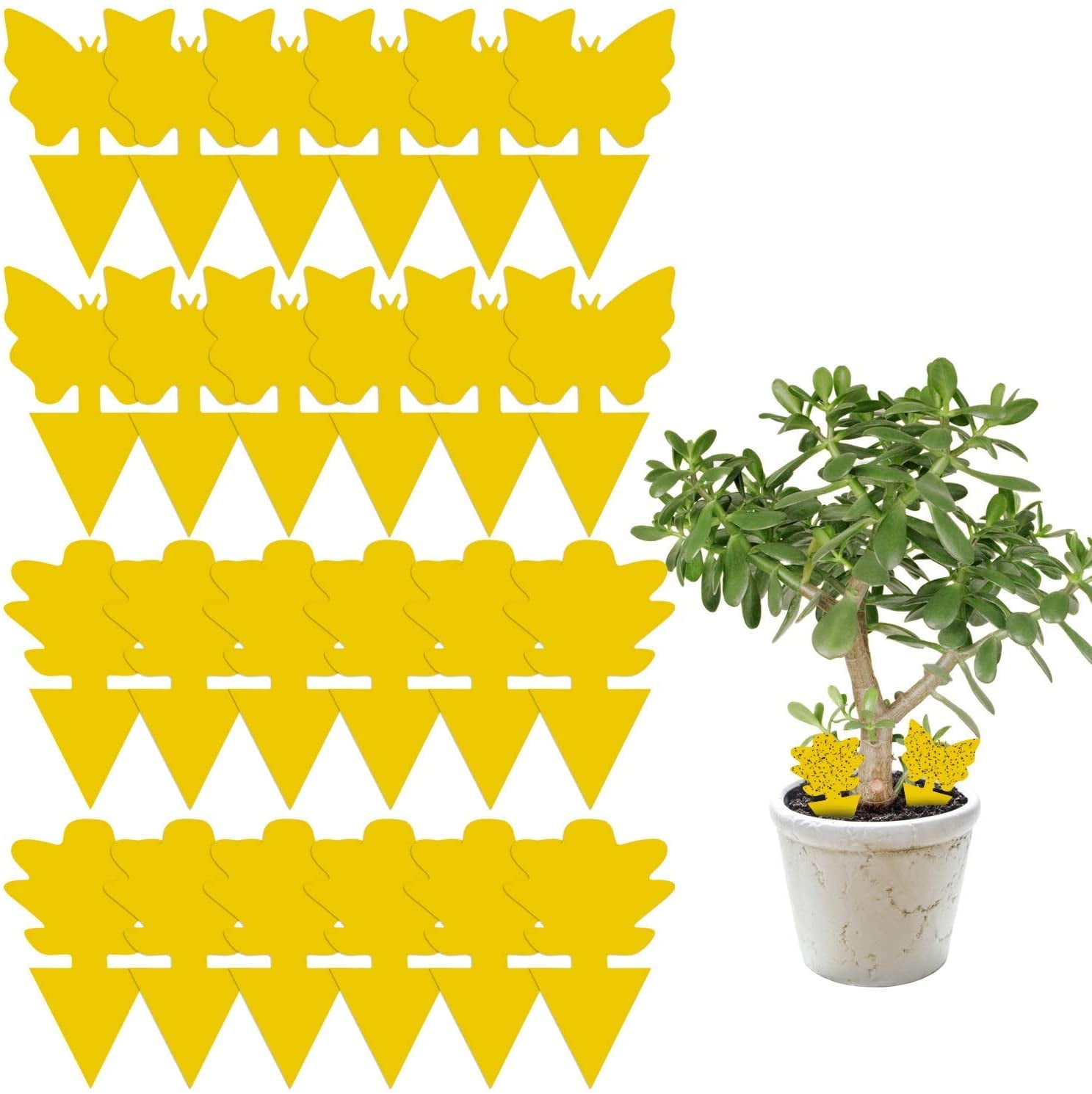 24 Pack Sticky Fruit Fly and Fungus Gnat Trap Yellow Sticky Bug Insect ...