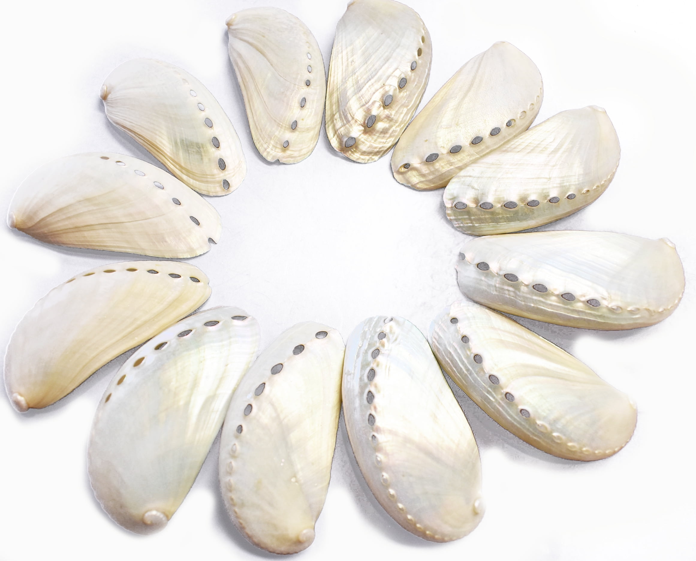 24 Pearl Abalone Shells 2-3" Beach Wedding Seashells Crafts Nautical ...