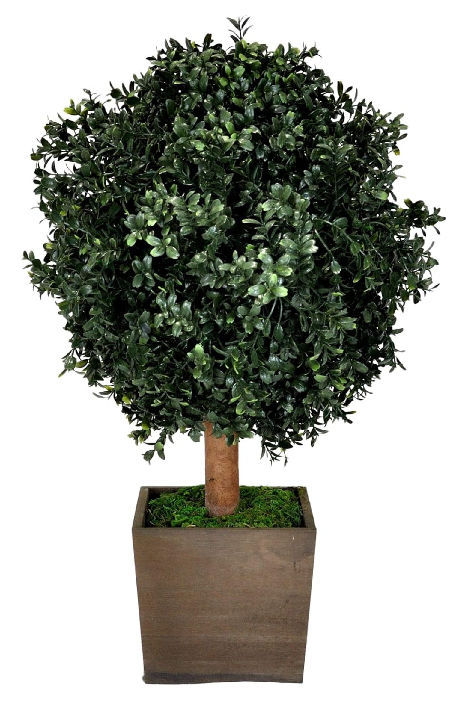 24" Tall Artificial Boxwood Shrub, includes Decorative Wooden Pot ...
