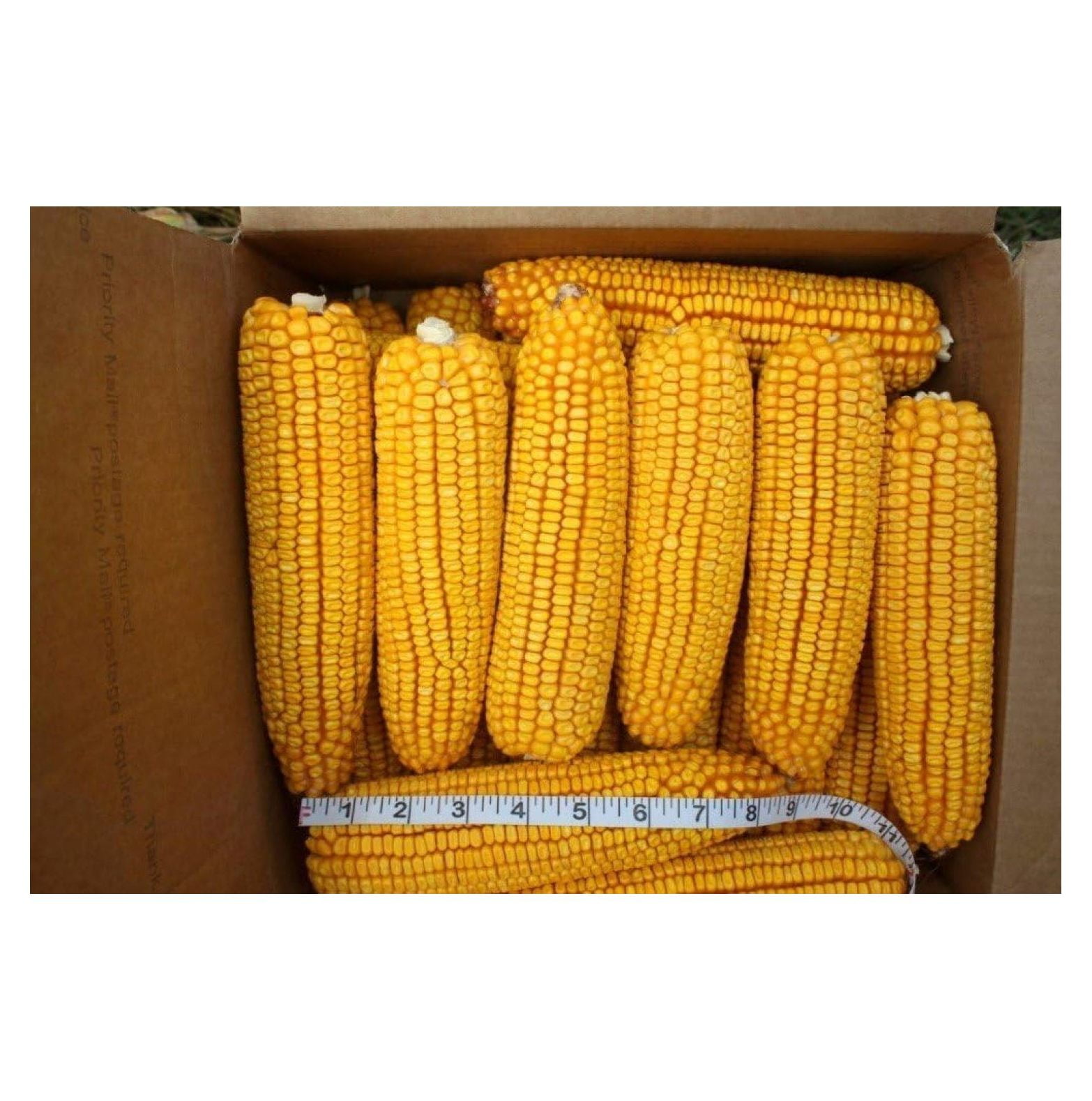 24 ears corn--squirrels animals and new crop--IOWA CORN - Walmart.com