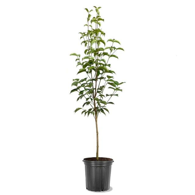 24 in.Cloud 9 Dogwood Tree in Nursery Pot - Walmart.com