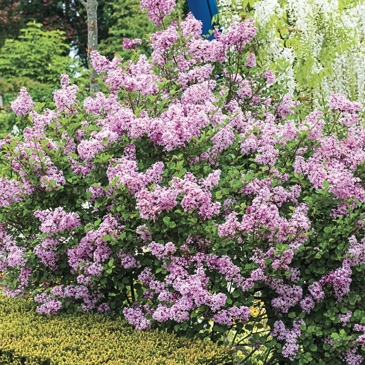 24 to 36 In. Tall, James MacFarlane Lilac, Dormant Bare Root Flowering ...