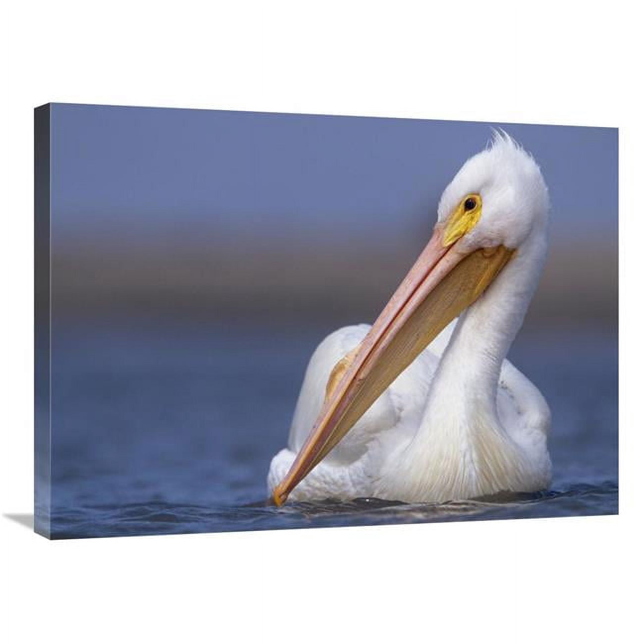 24 x 32 in. American White Pelican North America Art Print - Tim ...