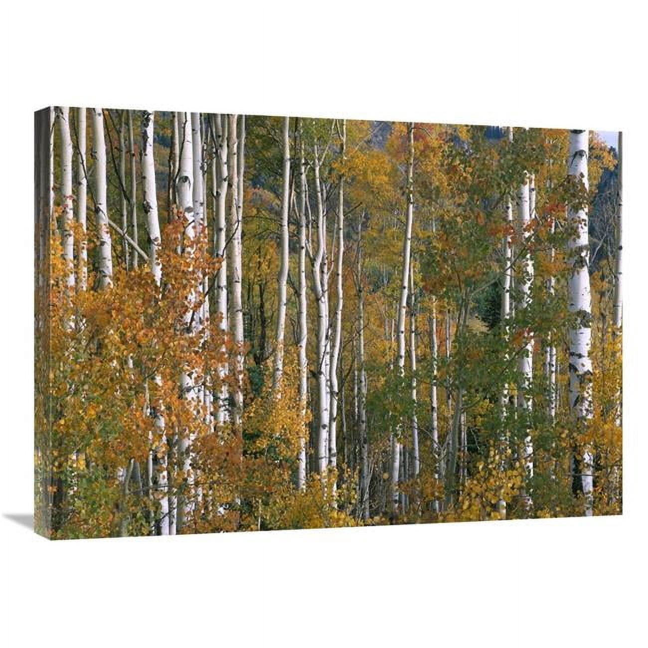 24 x 32 in. Aspen Trees in Fall Colors, Lost Lake, Gunnison National ...