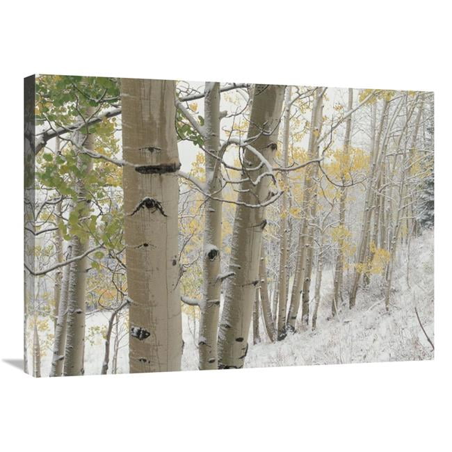 24 x 32 in. Aspens with Snow, Gunnison National Forest, Colorado Art ...