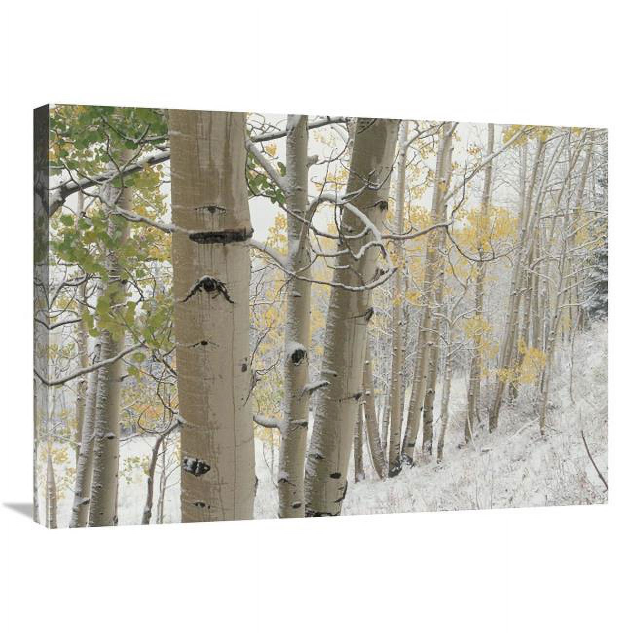 24 x 32 in. Aspens with Snow, Gunnison National Forest, Colorado Art ...