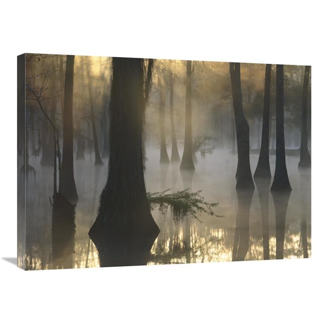 24 x 32 in. Bald Cypress Grove in Freshwater Swamp At Dawn, Lake Fausse ...