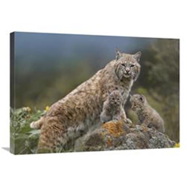 24 x 32 in. Bobcat Mother & Kittens, North America Art Print - Tim ...