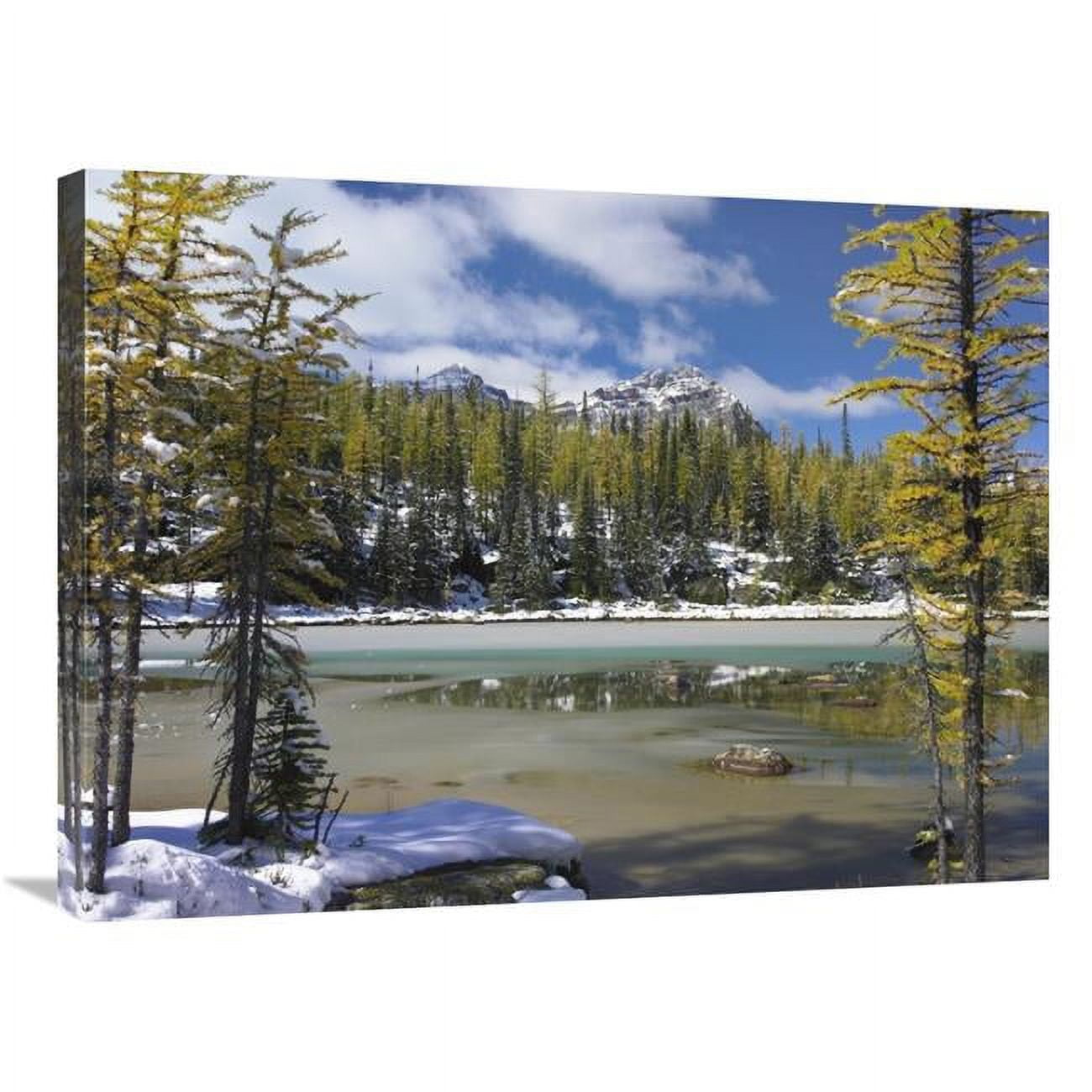 24 x 32 in. Boreal Forest in Light Snow, Opabin Plateau, Yoho National ...