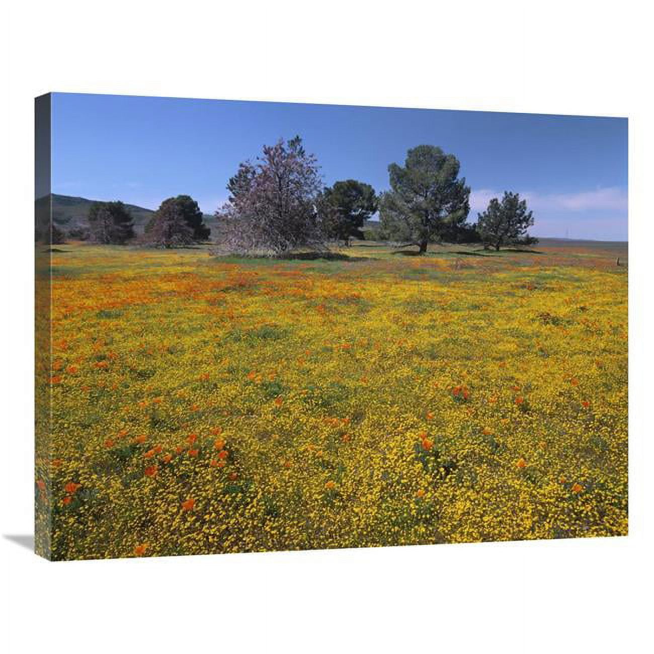 24 x 32 in. California Poppy & Eriophyllum Flowers in Field, Antelope ...