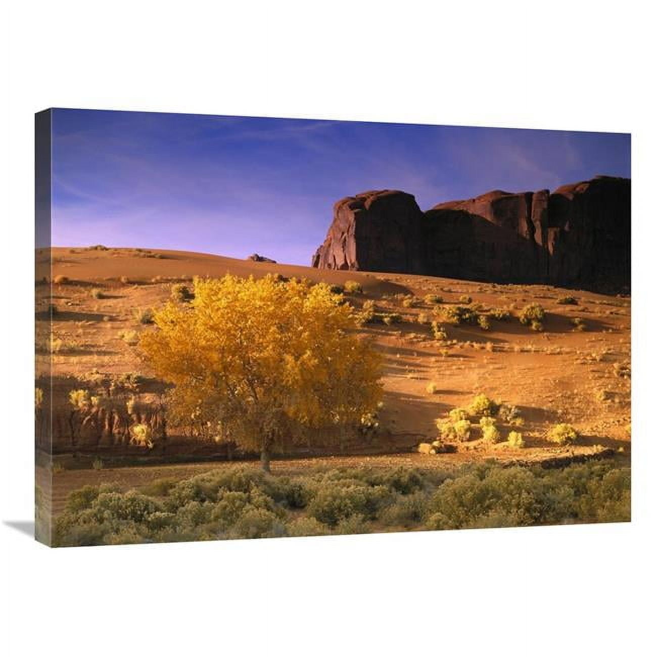 24 x 32 in. Cottonwood Tree & Coyote Bush with Sand Dunes, Monument ...