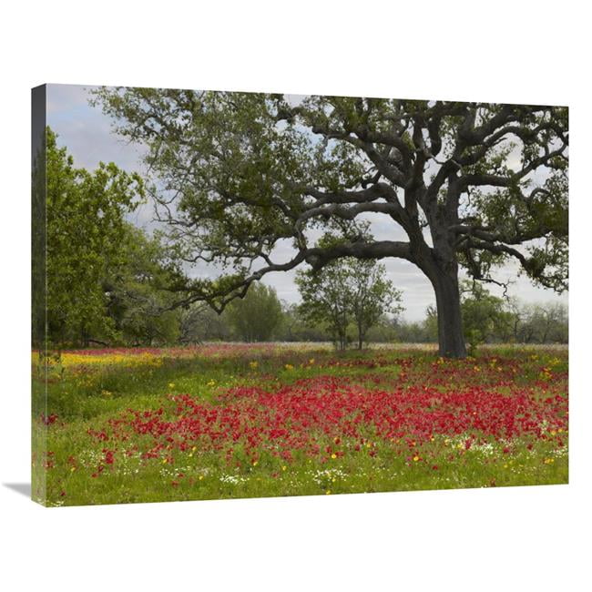 24 x 32 in. Drummonds Phlox Meadow Near Leming, Texas Art Print - Tim ...