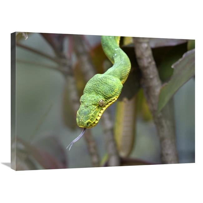 24 x 32 in. Emerald Tree Boa in Tree, Costa Rica Art Print - Tim ...