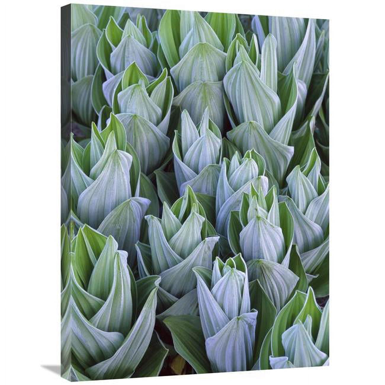 24 x 32 in. False Hellebore with Frost, Gothic, Colorado Art Print ...