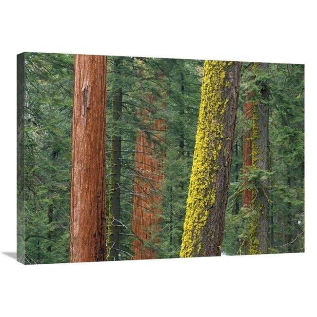 24 x 32 in. Giant Sequoia Trees in Grant Grove, Sequoia National Park ...