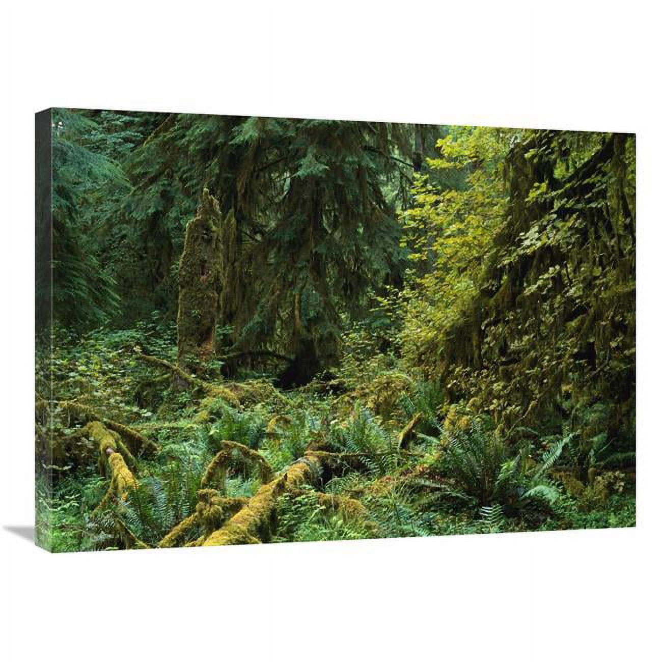 24 x 32 in. Lush Vegetation in the Hoh Rain Forest, Olympic National ...