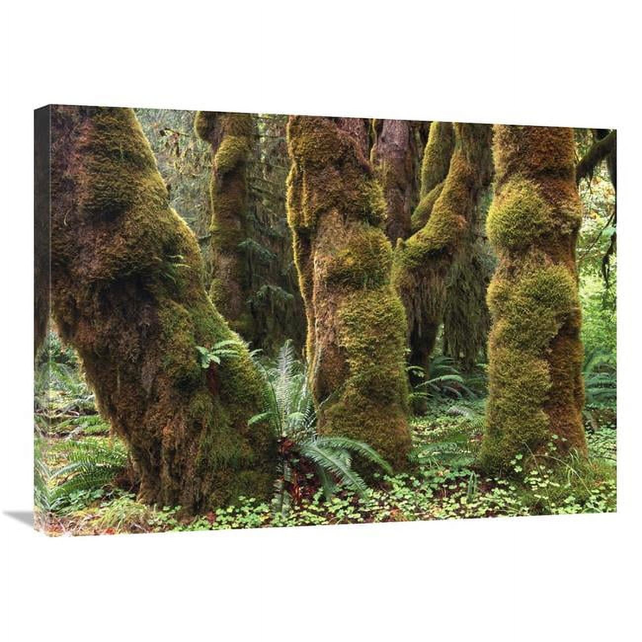 24 x 32 in. Mossy Big-Leaf Maples, Hoh Rainforest, Olympic National ...