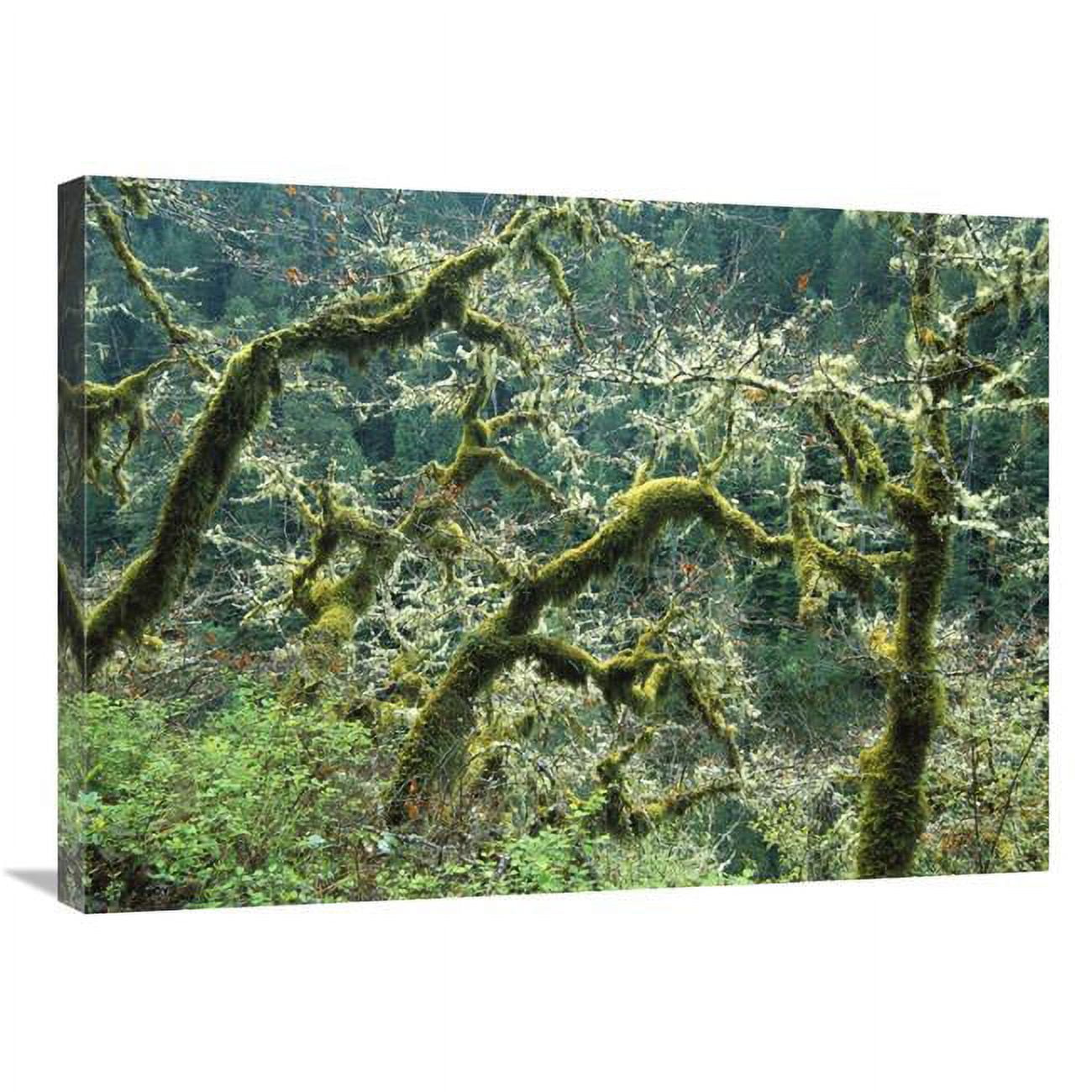 24 x 32 in. Mossy Oak Trees at Eagle Creek, Springtime, Columbia River ...