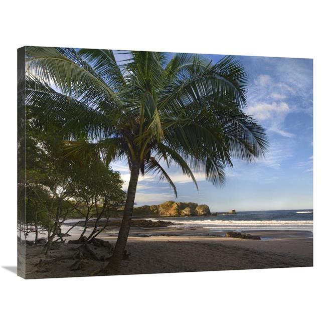 24 x 32 in. Palm Trees Line Pelada Beach, Costa Rica Art Print - Tim ...