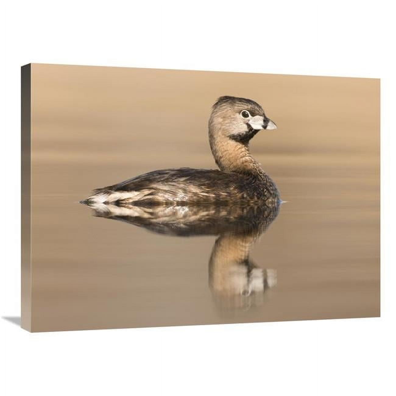 24 x 32 in. Pied-Billed Grebe in Breeding Plumage, Island Lake ...