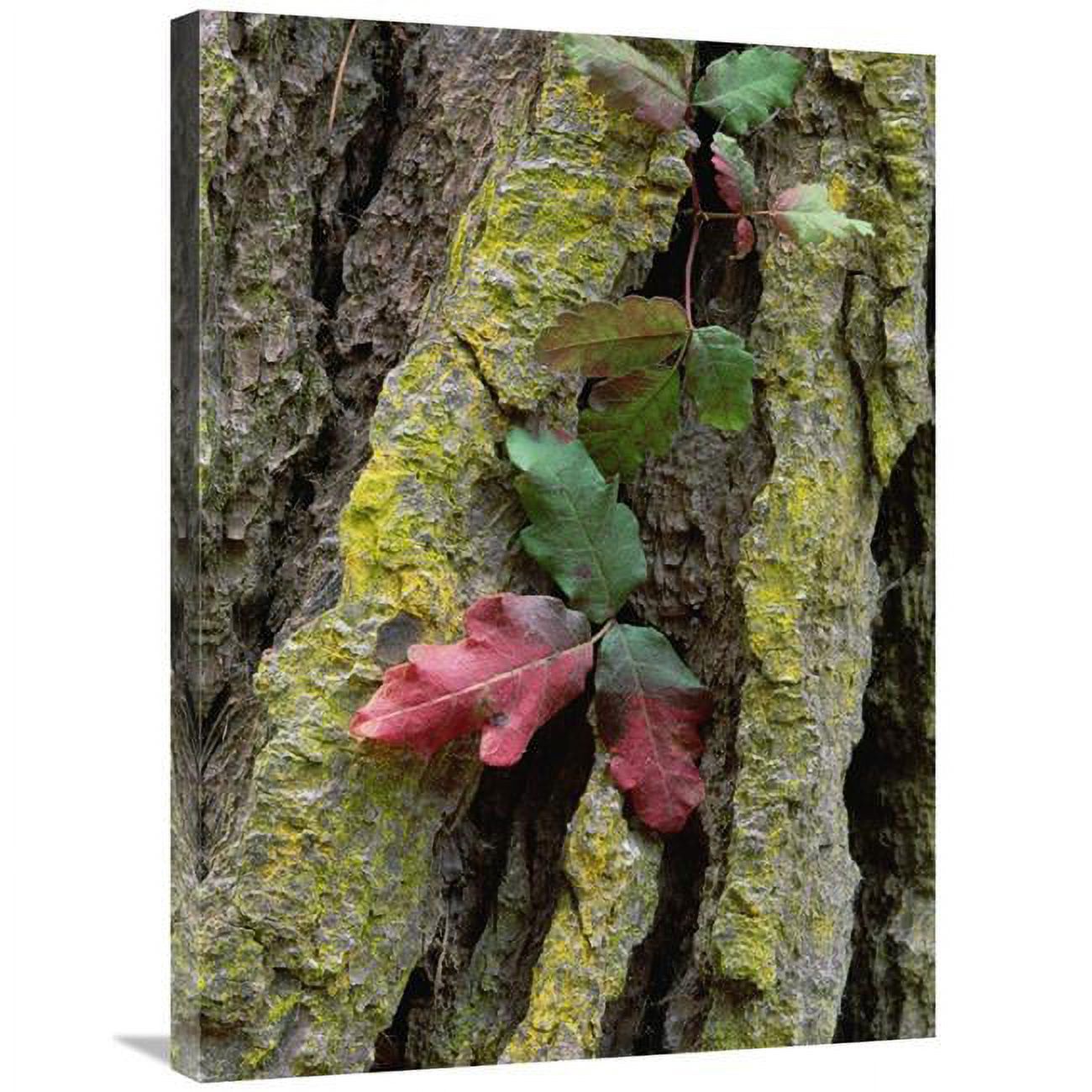 24 x 32 in. Poison Oak on Monterey Pine Bark, Pt Lobos, California Art ...