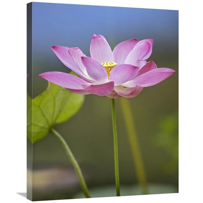 24 x 32 in. Sacred Lotus Flower, Native to Asia Art Print - Tim ...