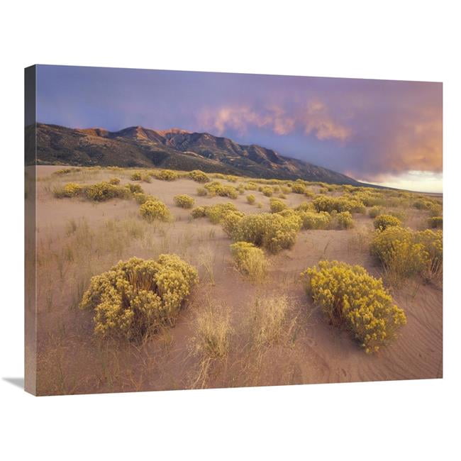 24 x 32 in. Sagewort on Sand Dune, Sangre De Cristo Mountains, Great ...
