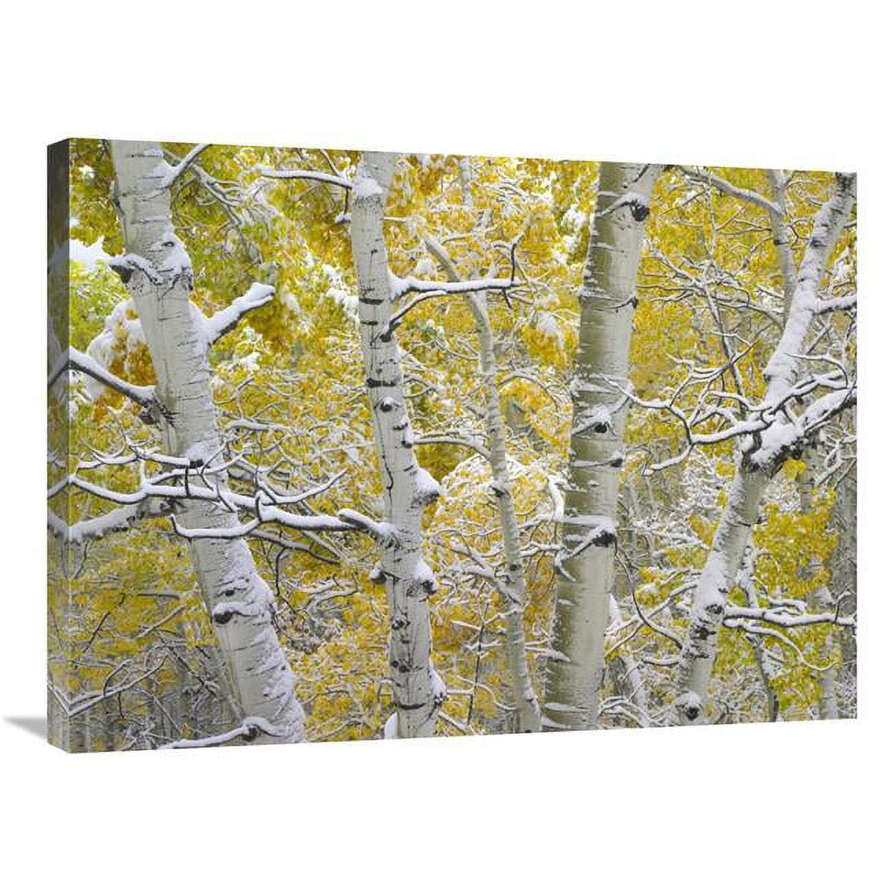 24 x 32 in. Snow-Covered Aspen Forest Near Kebbler Pass, Gunnison ...