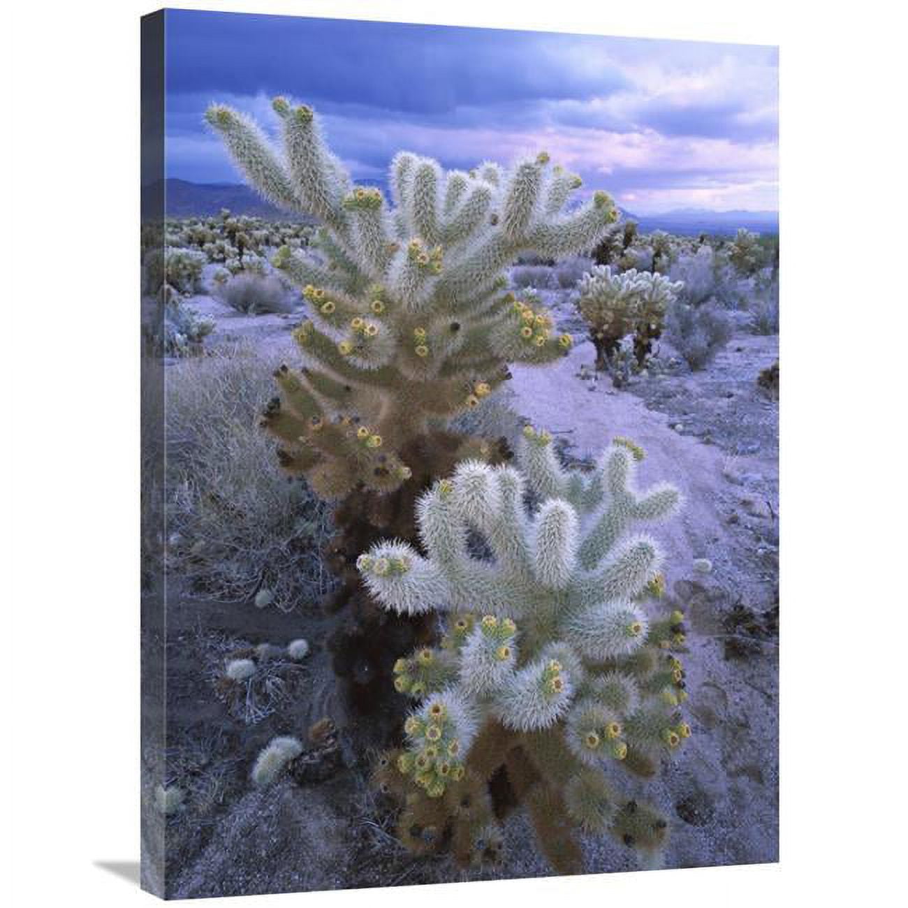 24 x 32 in. Teddy Bear Cholla or Jumping Cholla Under Stormy Skies ...