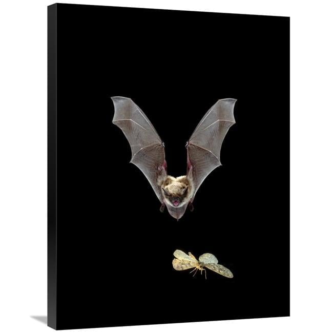24 x 32 in. Yuma Myotis Bat, Female Pursuing A Moth on the Wing, Oregon ...