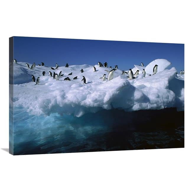 24 x 36 in. Adelie Penguins on Iceberg in Hope Bay, Antarctic Peninsula ...