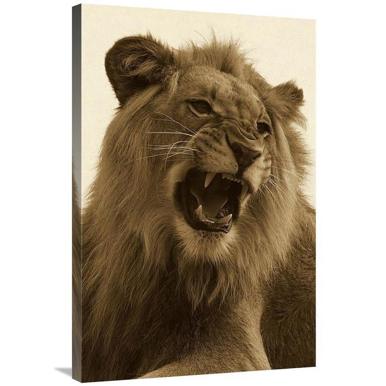 24 x 36 in. African Lion Male Growling, Native to Africa - Sepia Art ...