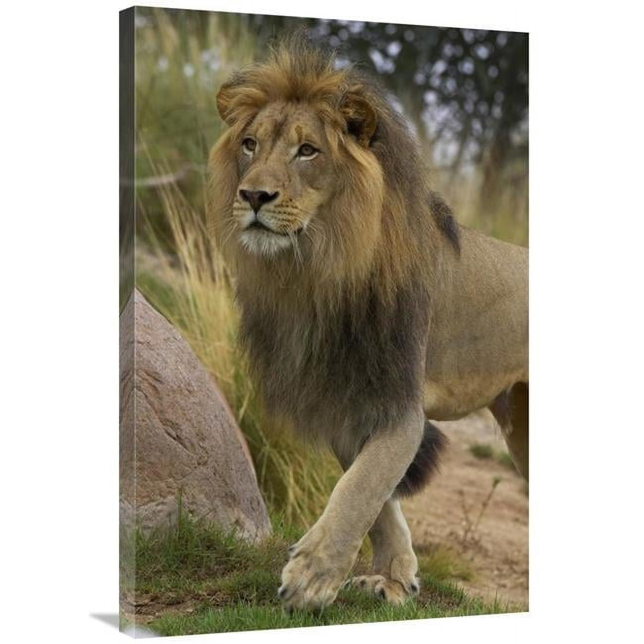 24 x 36 in. African Lion Male Portrait, Native to Africa Art Print ...