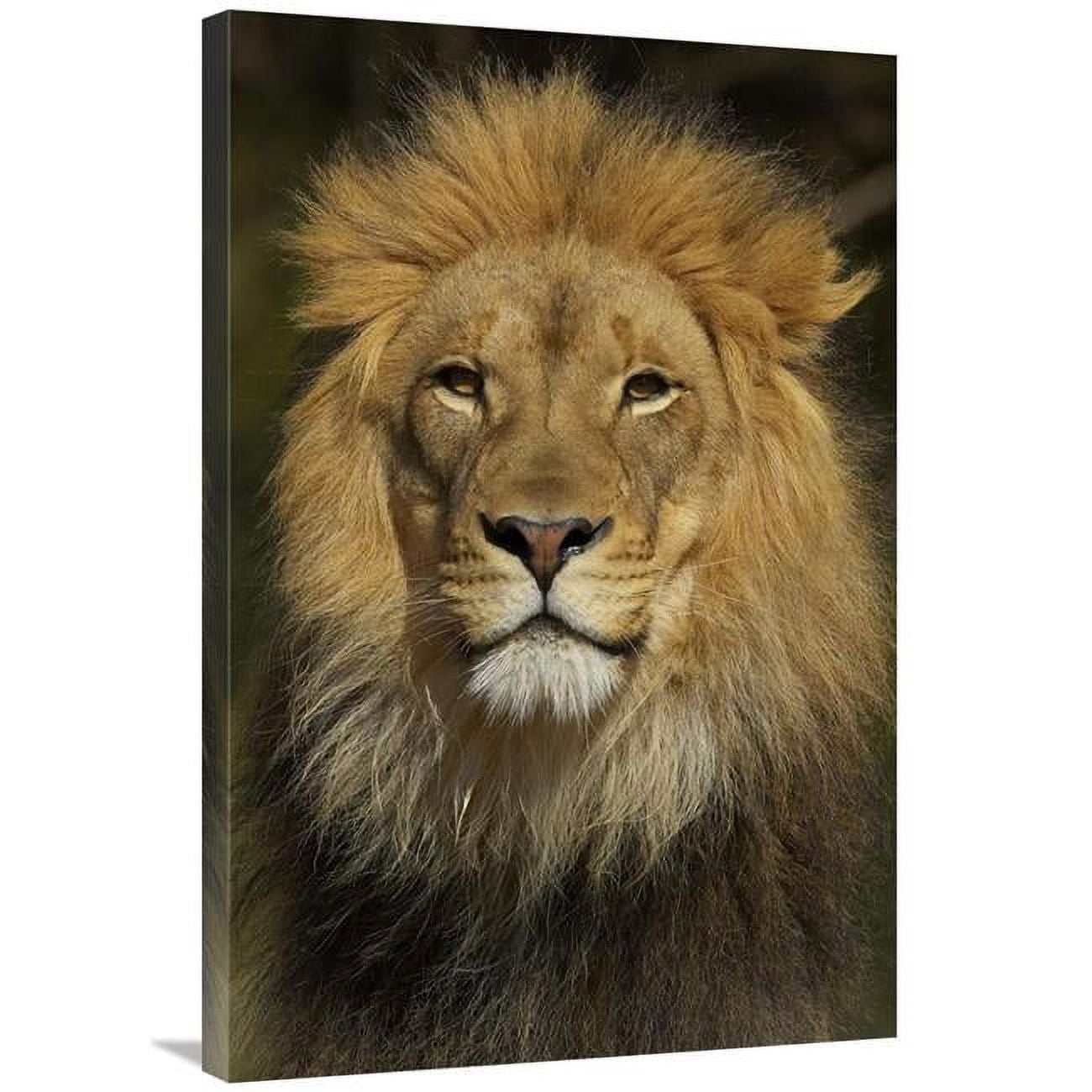 24 x 36 in. African Lion Male Portrait, Native to Africa Art Print ...