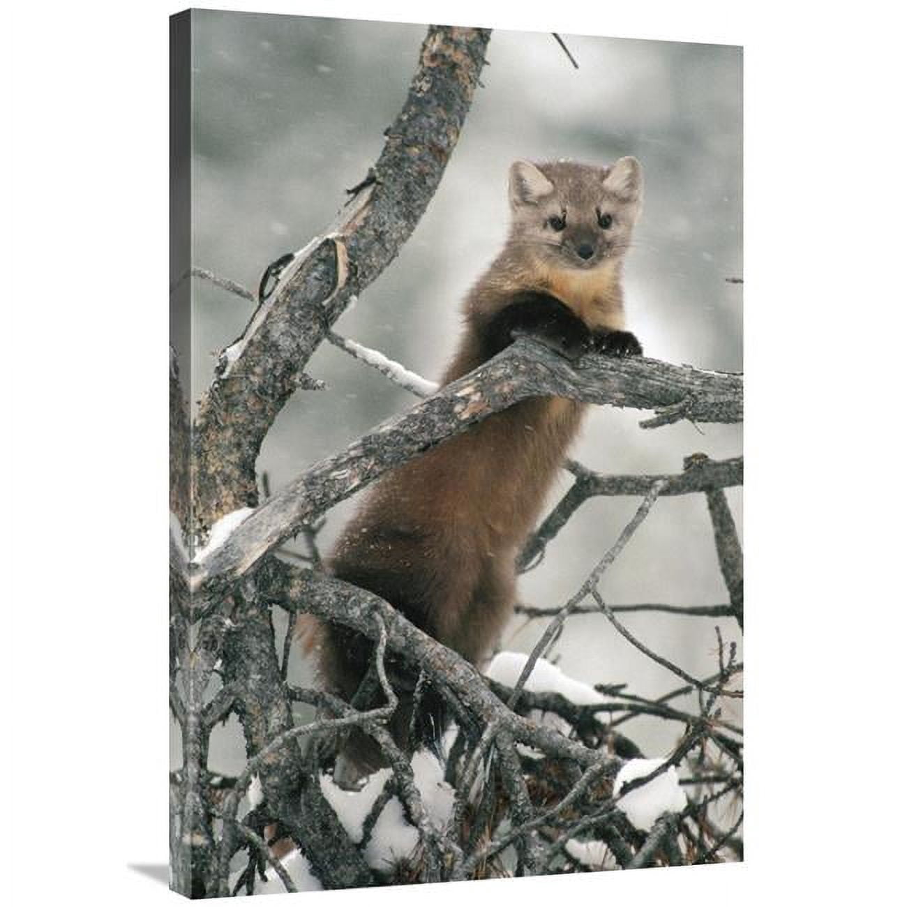 24 x 36 in. American Marten in Tree in the Winter, Idaho Art Print ...