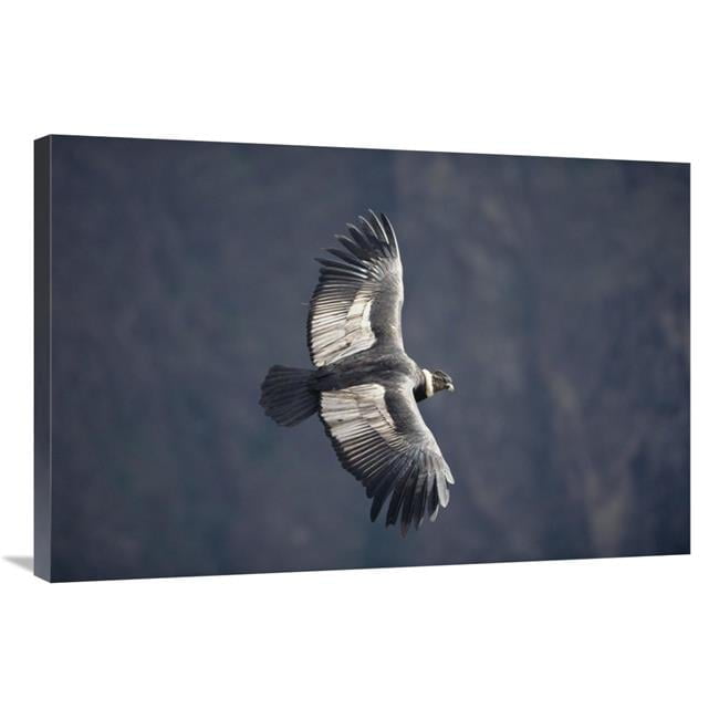 24 x 36 in. Andean Condor Male Riding Thermal Updraft Over Colca Canyon, Peru Art Print - Tui De ...