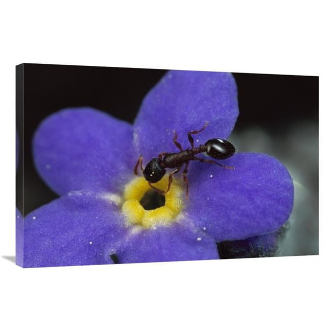 24 x 36 in. Ant with Pollen Enters Alpine Forget-Me-Not Flower ...