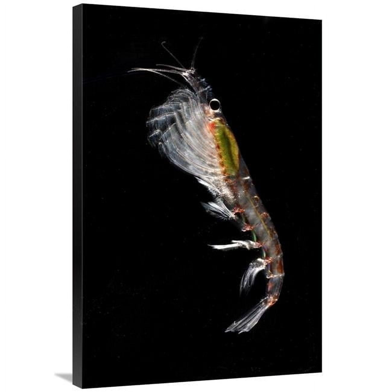 24 x 36 in. Antarctic Krill, Antarctica Art Print - Hiroya Minakuchi ...