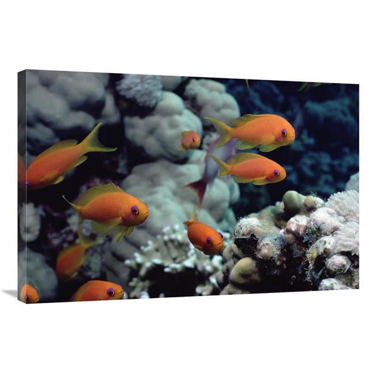 24 x 36 in. Anthias Near Sinai, Red Sea Art Print - Flip Nicklin ...