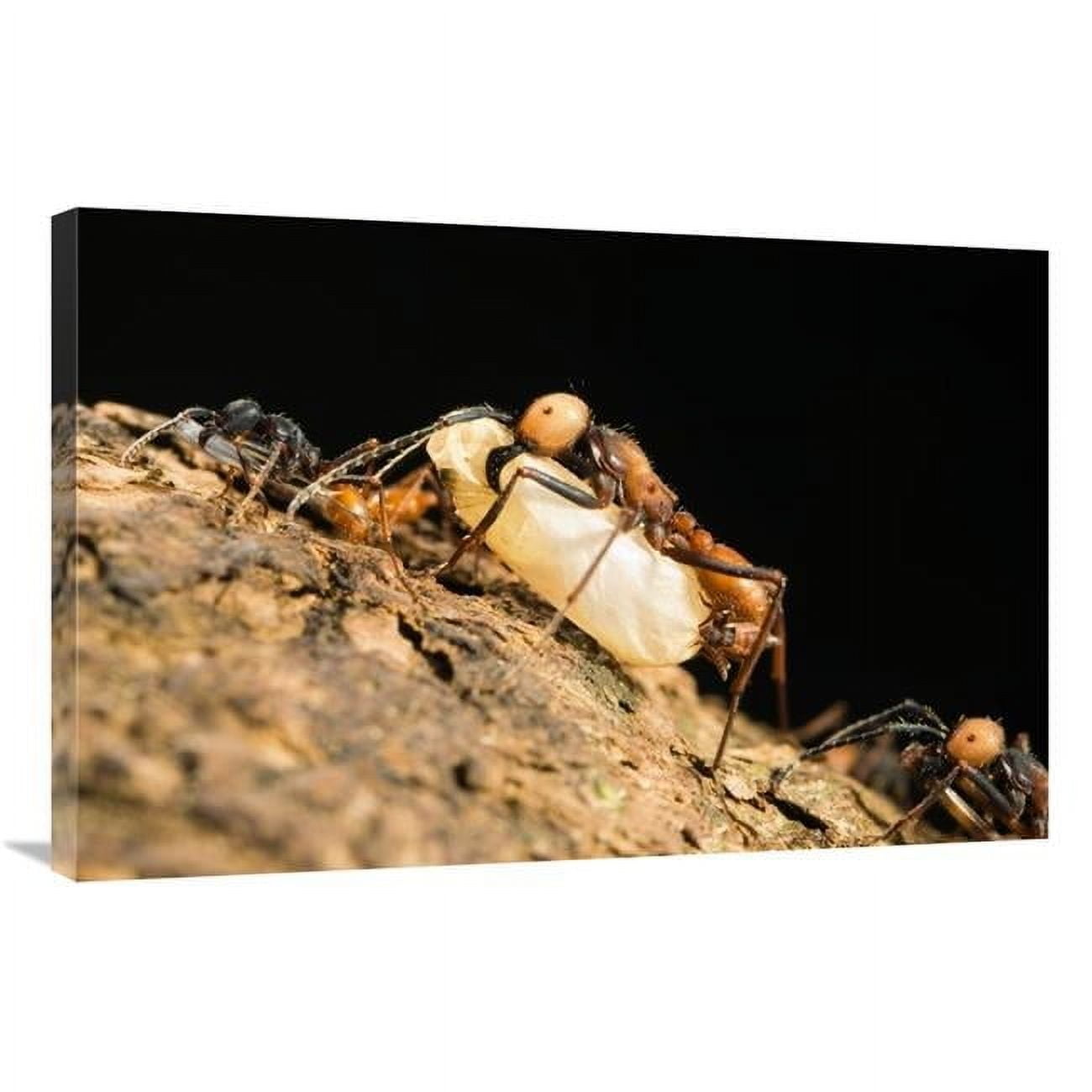 24 x 36 in. Army Ant Carrying Insect Pupa, La Selva, Costa Rica Art ...