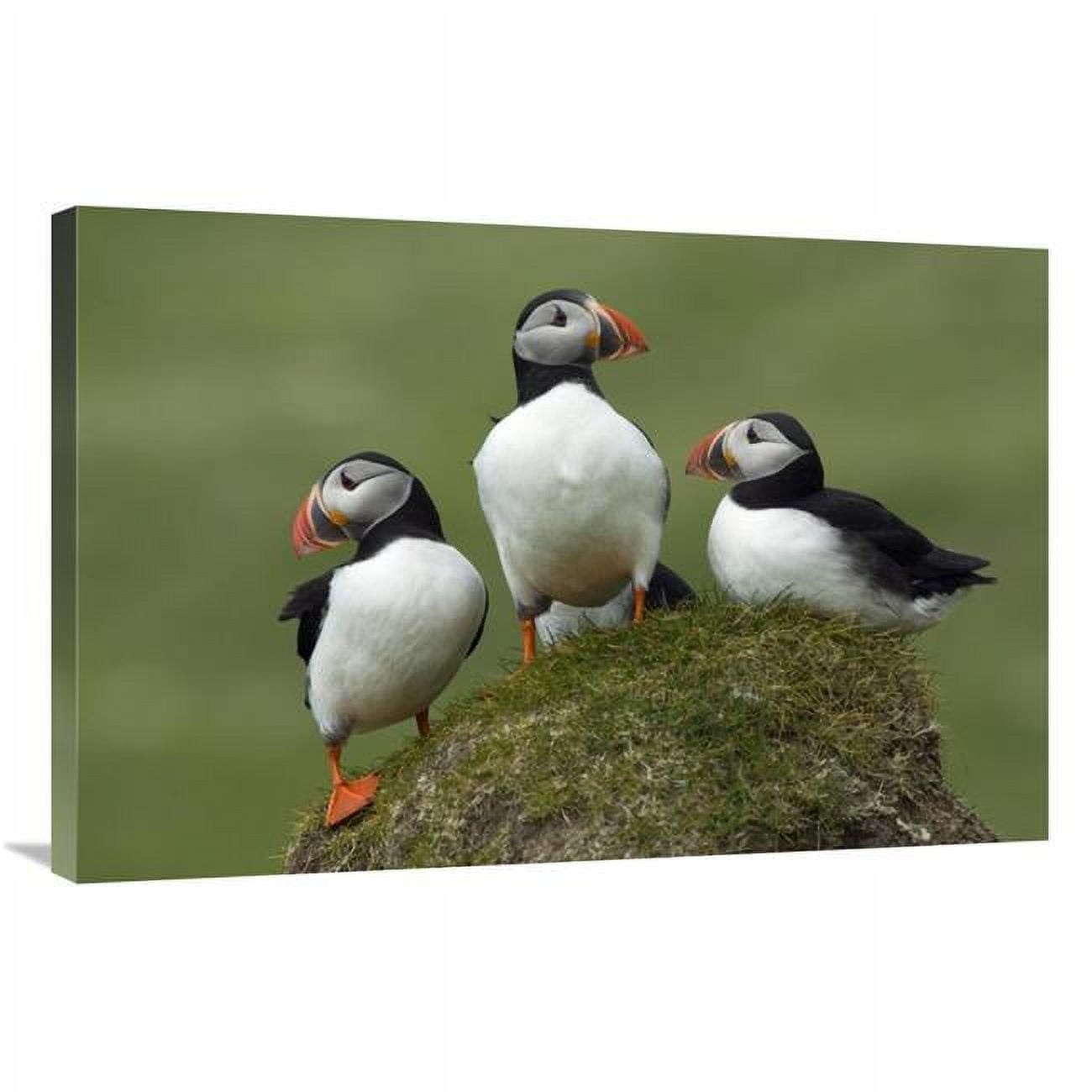 24 x 36 in. Atlantic Puffin Group, Faroe Islands Art Print - Rinie Van ...