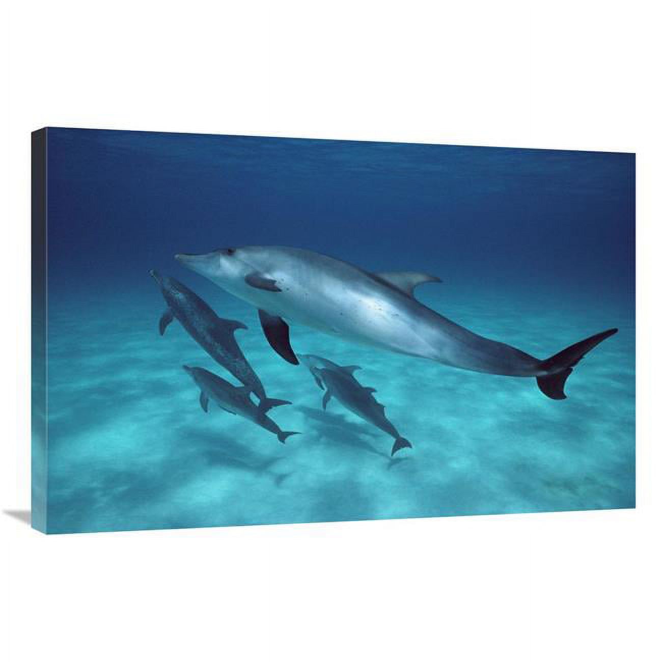 24 x 36 in. Atlantic Spotted Dolphin Pod Swimming Underwater, Bahamas ...