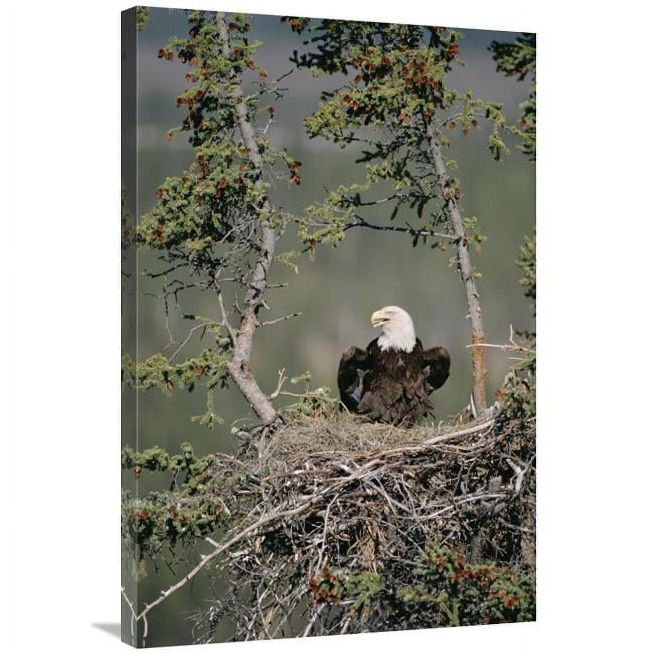 24 x 36 in. Bald Eagle Calling on Nest, Alaska Art Print - Michael ...