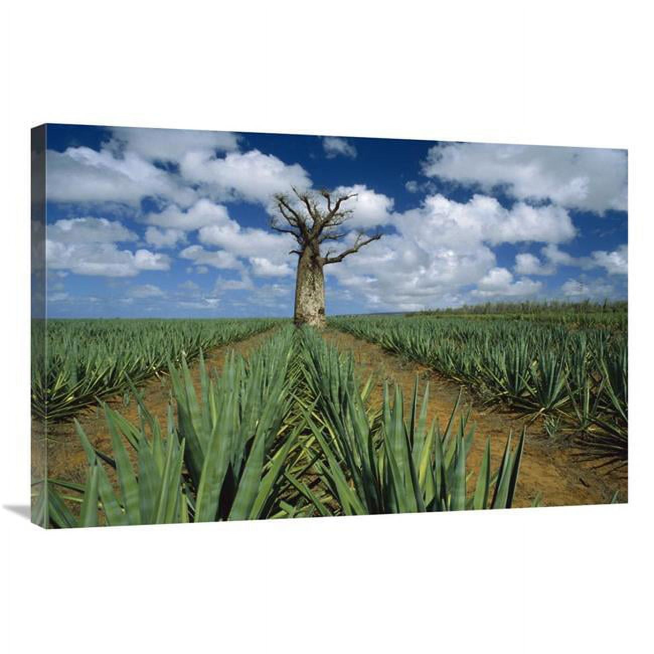 24 x 36 in. Baobab Tree Standing Alone in Sisal Plantation, Madagascar ...